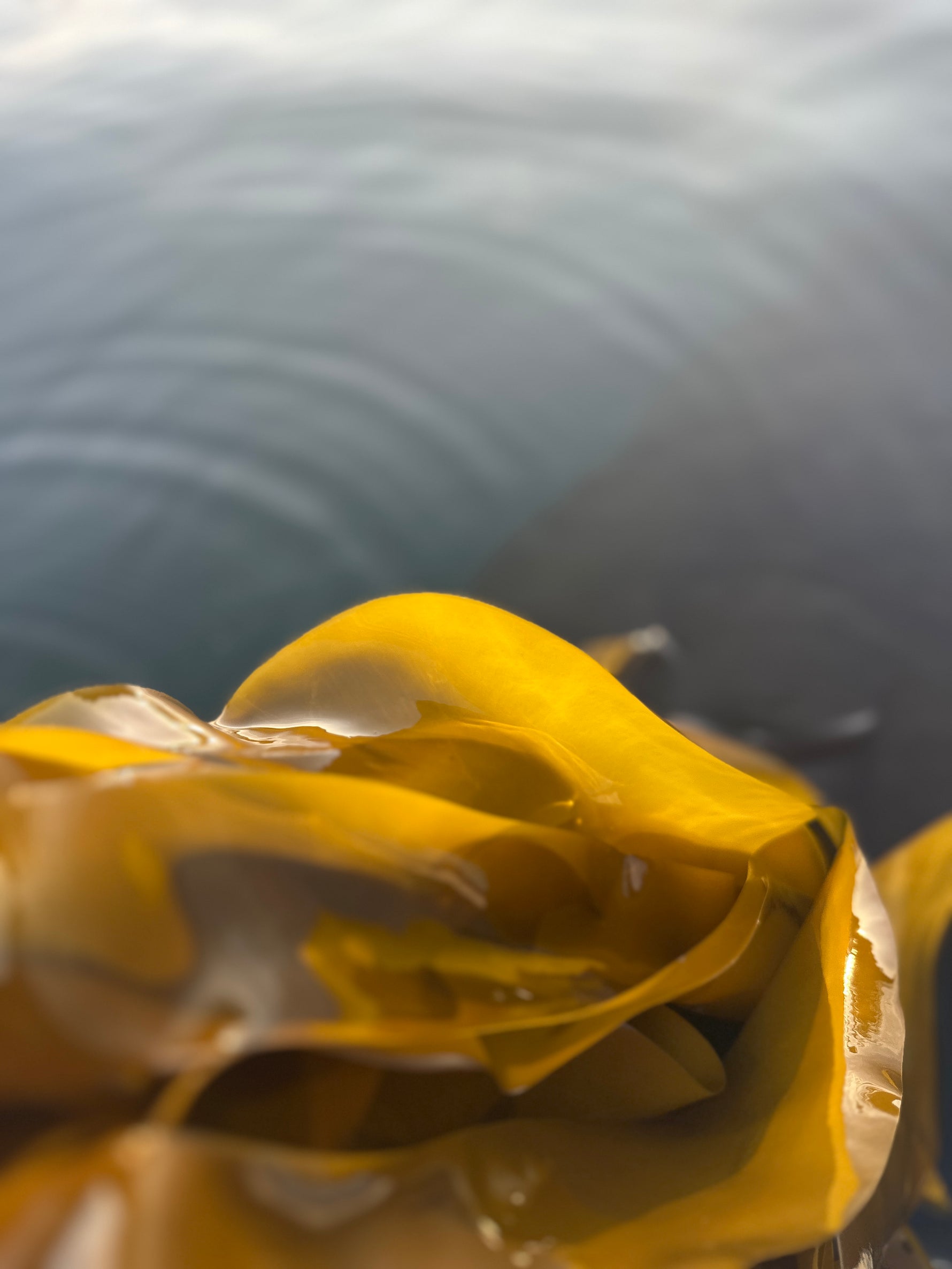 SeaSoaked Skin | Seaweed Skincare, Eco-Luxe and Vegan